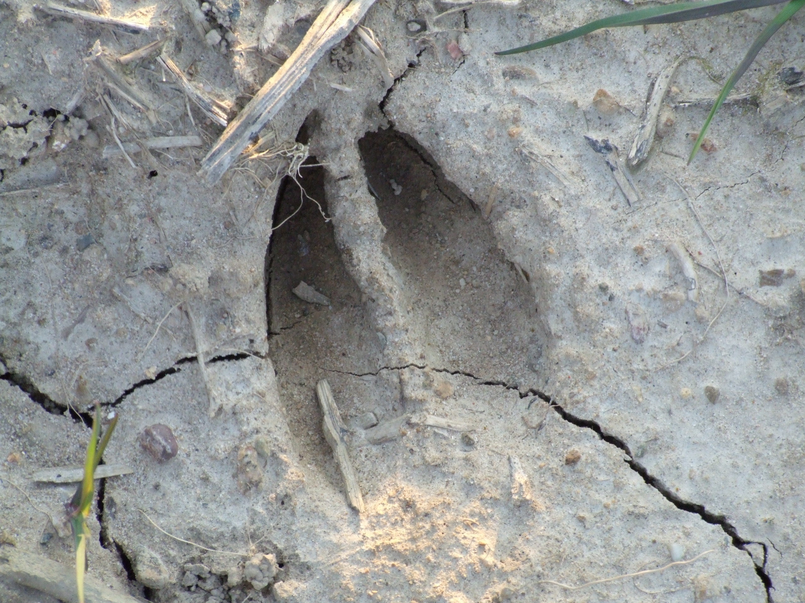 Deer Tracks: Reading and Understanding the Signs - Good Game Hunting
